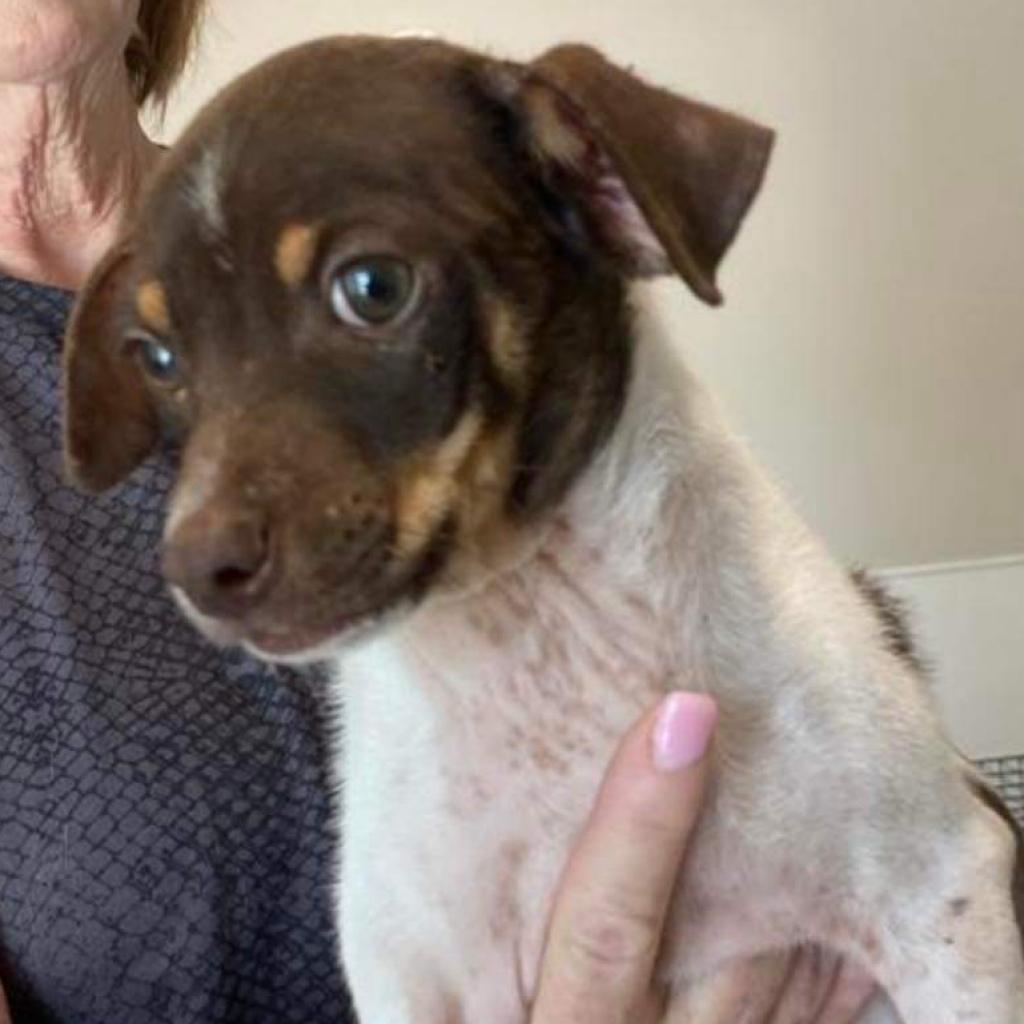 Dog for adoption - Benjamin SP, a Chihuahua & Pointer Mix in Catonsville, MD | Petfinder