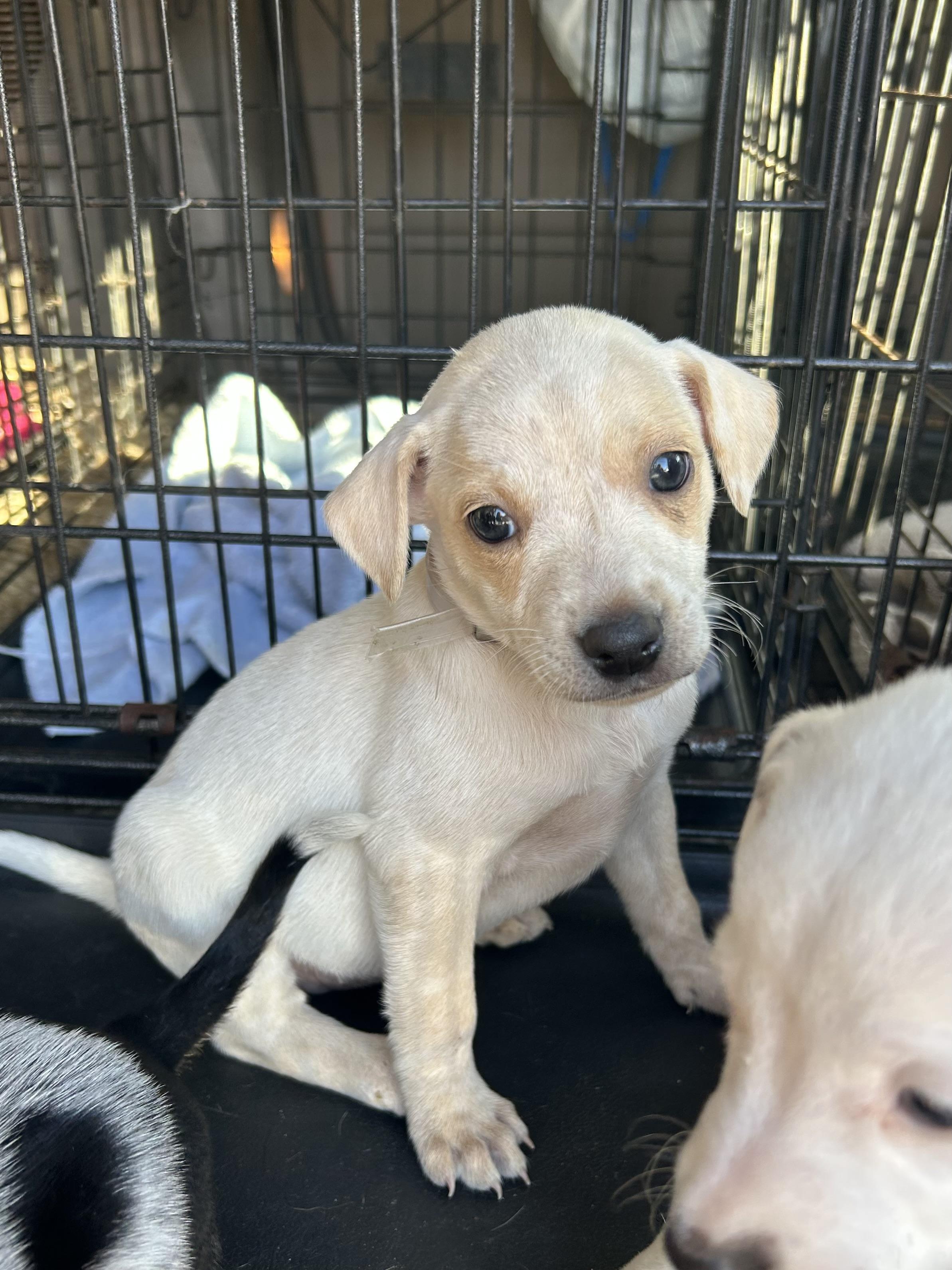 Dog For Adoption Canberra An Australian Cattle Dog Blue Heeler