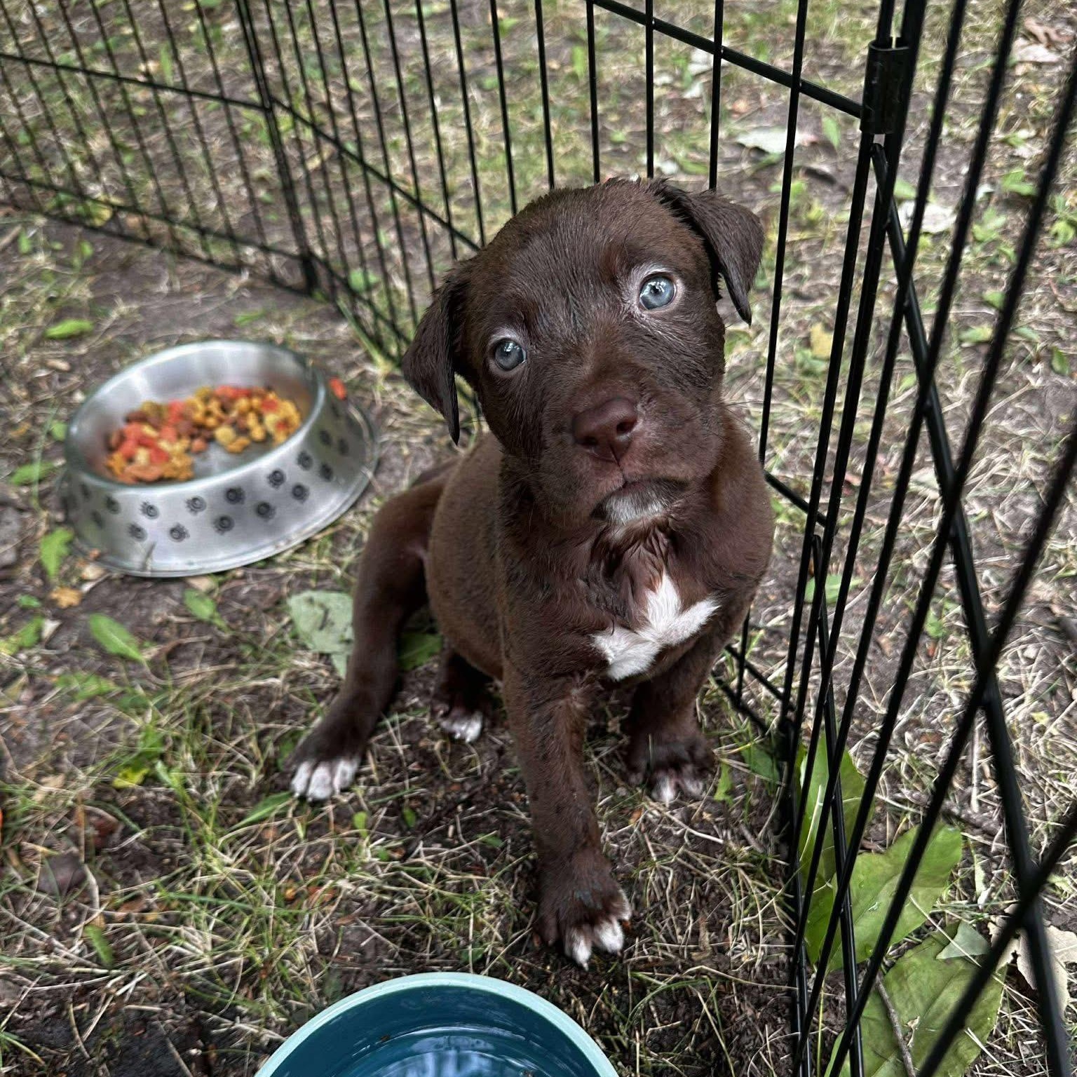 Dog for adoption - Fern, a Mixed Breed in Alma, MI | Petfinder