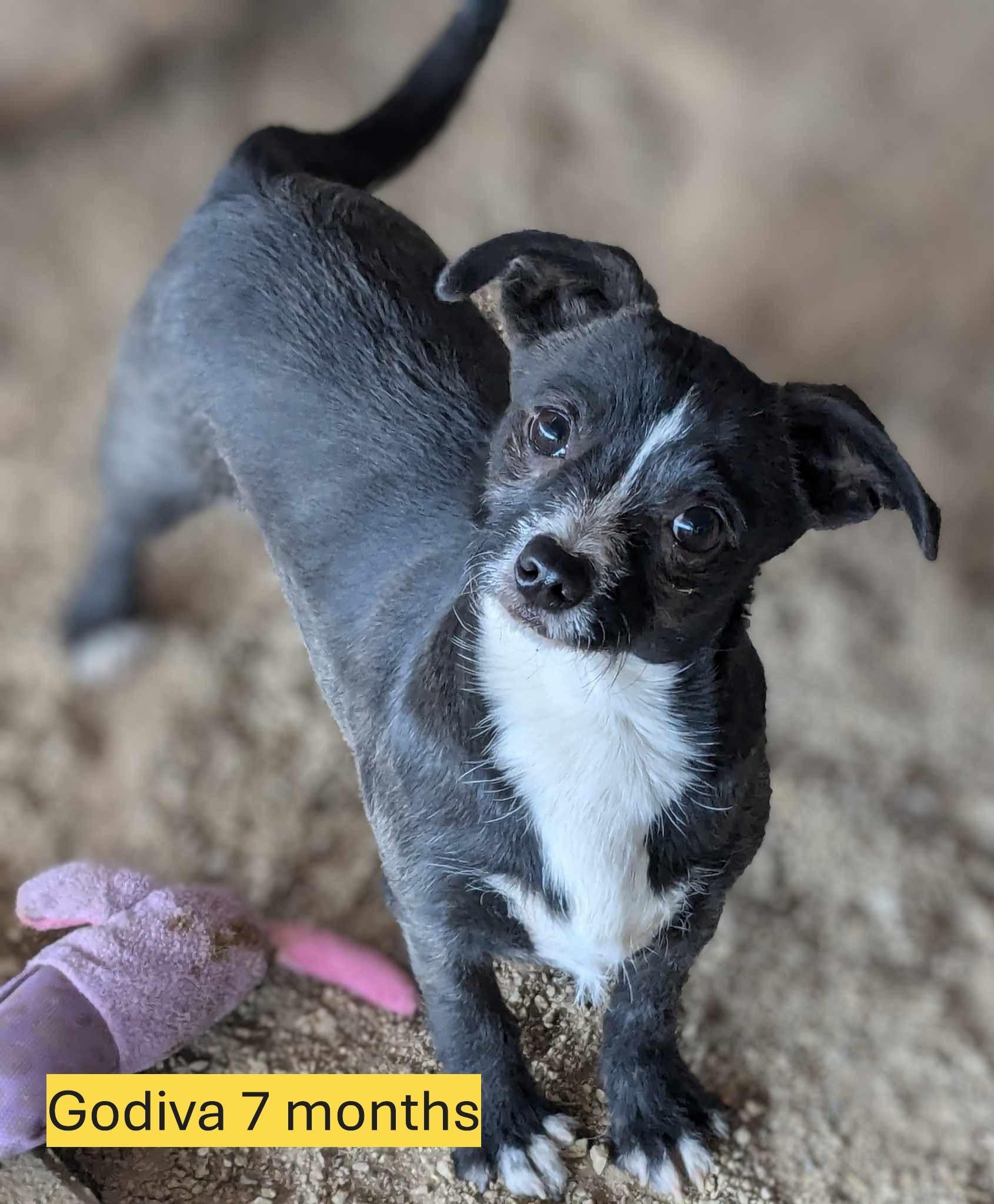 Dog for adoption - Godiva, a Terrier Mix in Las Vegas, NV | Petfinder