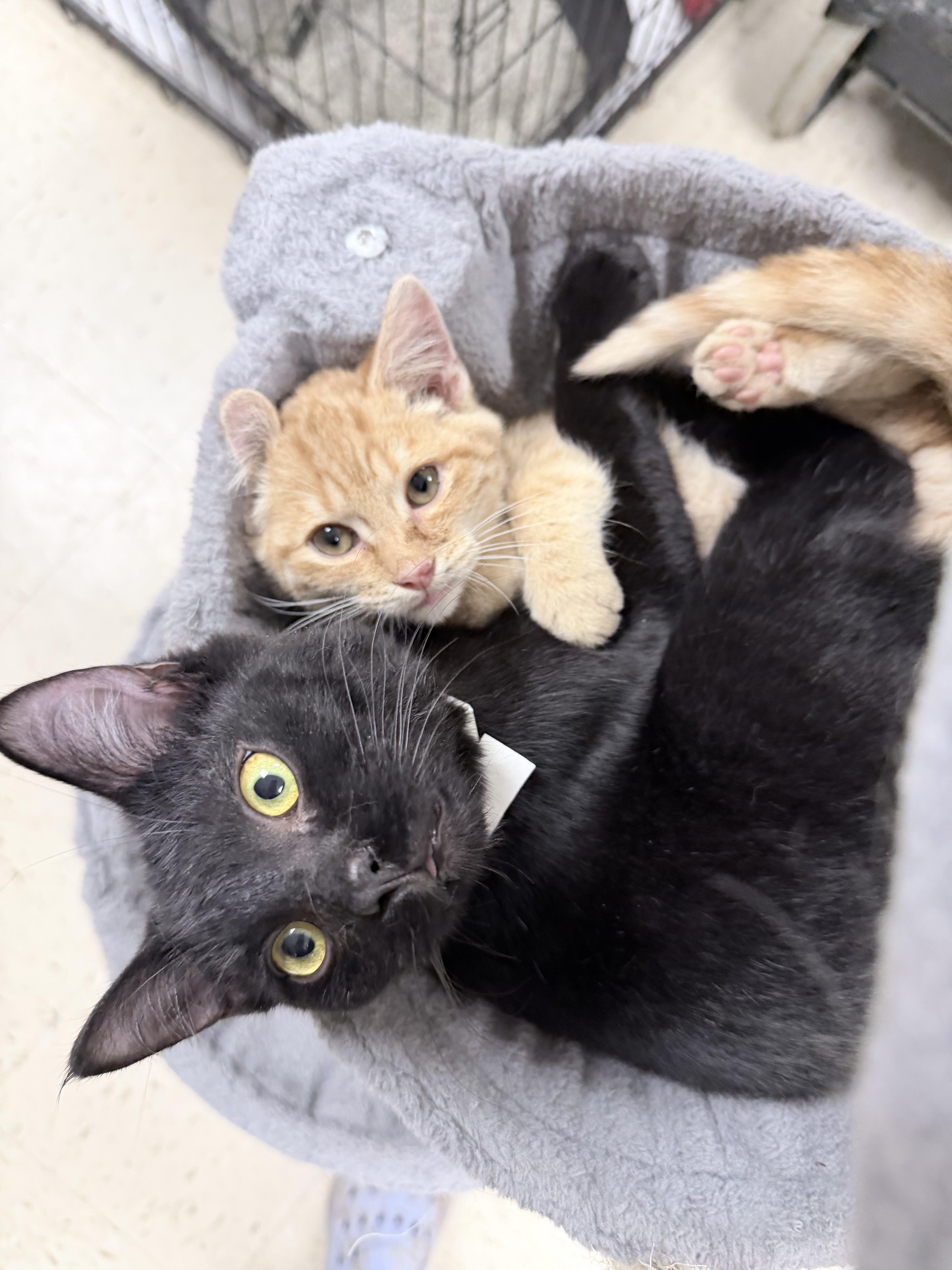 Cat for adoption - Duggie (Love-bug), a Domestic Short Hair in ...