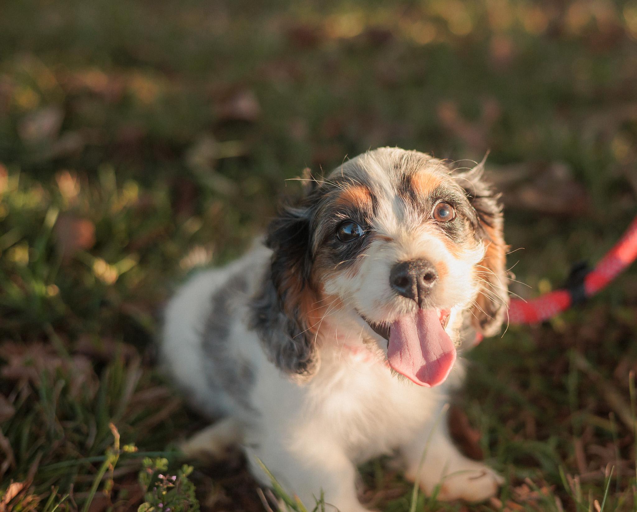 Dog for adoption - Cyril, a Cavalier King Charles Spaniel Mix in ...