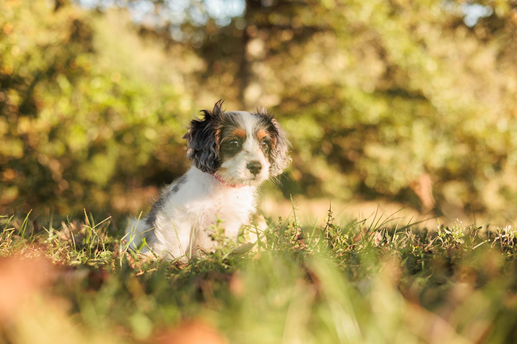 Dog for adoption - Cyril, a Cavalier King Charles Spaniel Mix in ...