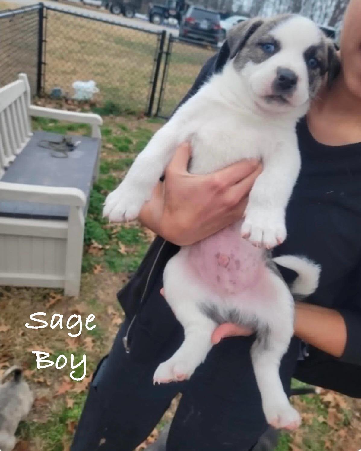 Dog for adoption - Sage, a Husky & American Staffordshire Terrier Mix ...
