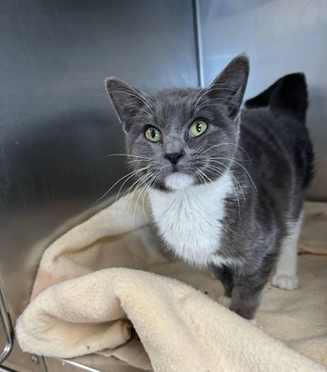 Cat for adoption - BROTHER-TIGER (Available 2/11/2025), a Domestic ...