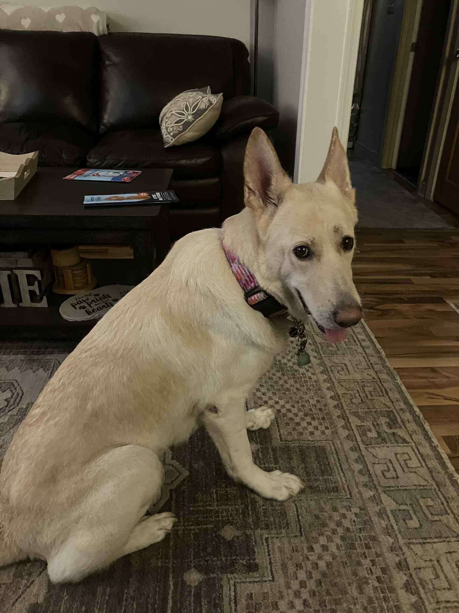 Dog for adoption - Karma, a German Shepherd Dog in Austin, TX | Petfinder