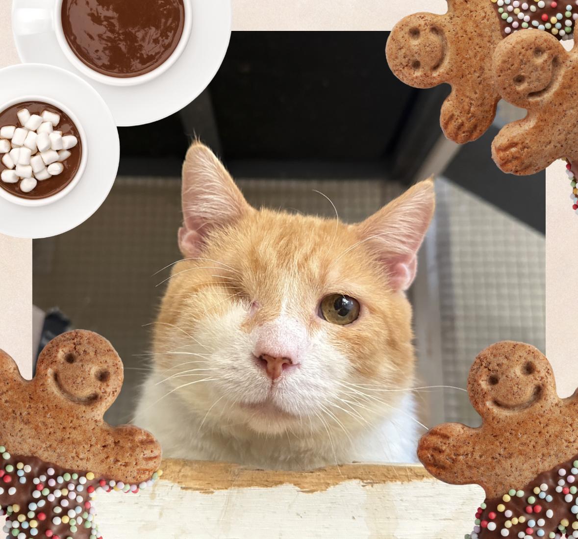 Cat for adoption - Brando and Sugar Cookie, a Domestic Short Hair ...