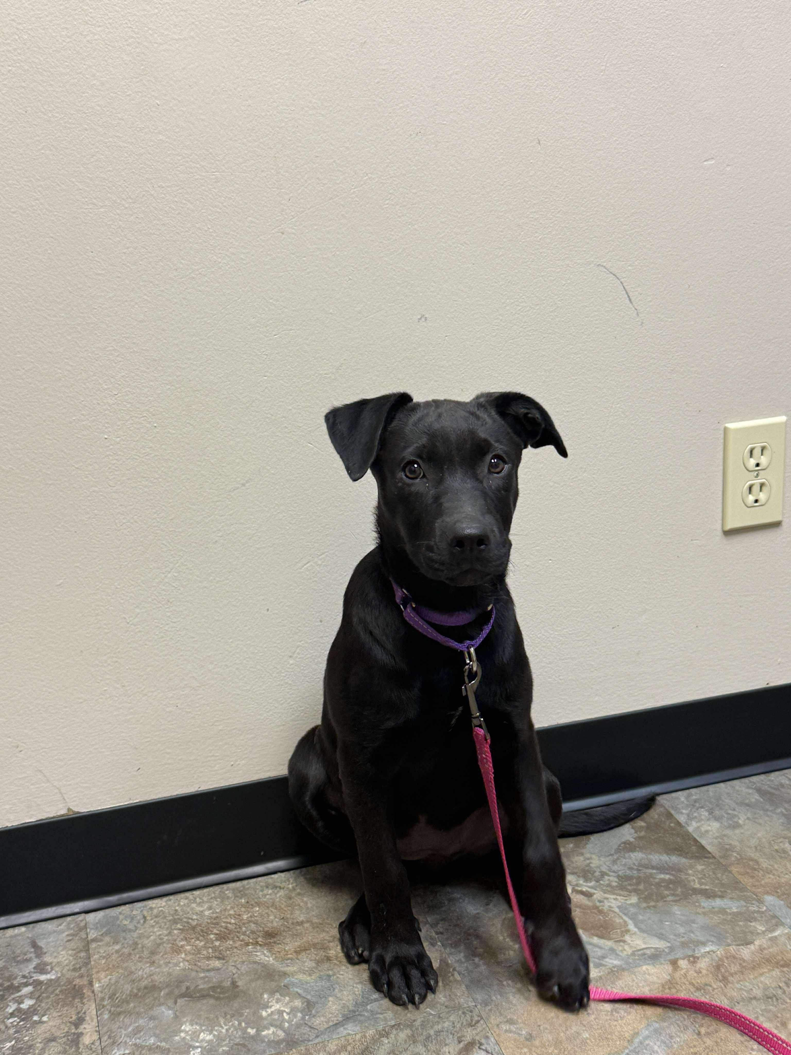 Dog for adoption - Raven, a Labrador Retriever Mix in Hartford, CT ...