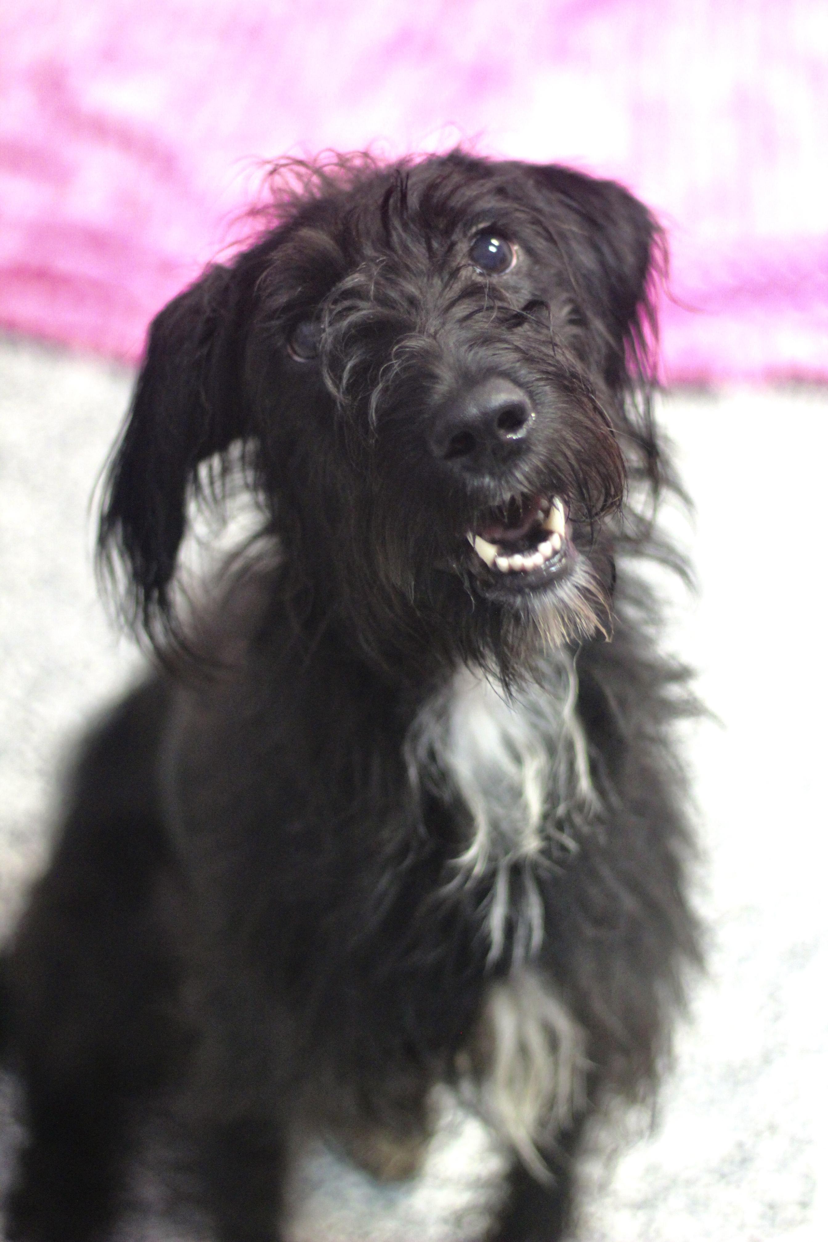 Dog for adoption - Twizzlers in NH!, a Schnauzer Mix in Manchester, NH ...