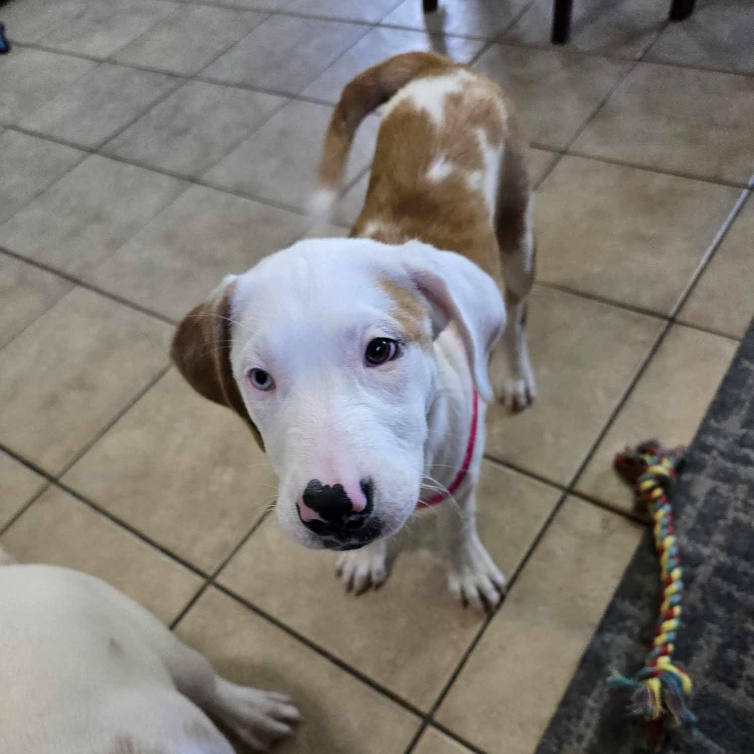 Dog for adoption - Rita, a Catahoula Leopard Dog & Terrier Mix in South ...