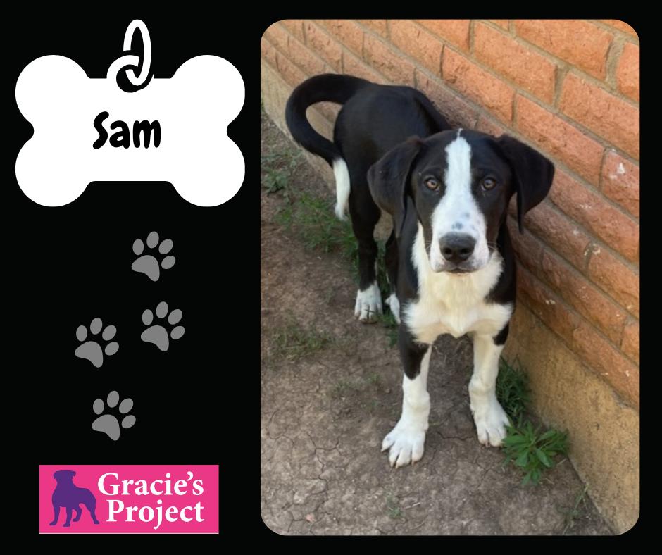 Dog for adoption - Sam, a Mixed Breed in Indianapolis, IN | Petfinder