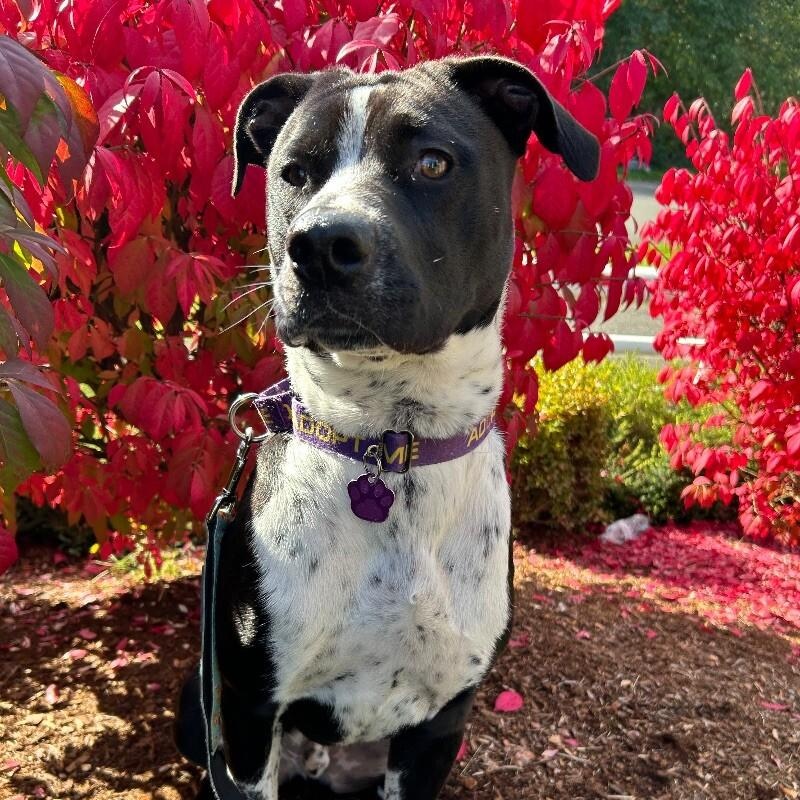 Dog for adoption - Boots The Polka Dot Boy, a Pit Bull Terrier ...
