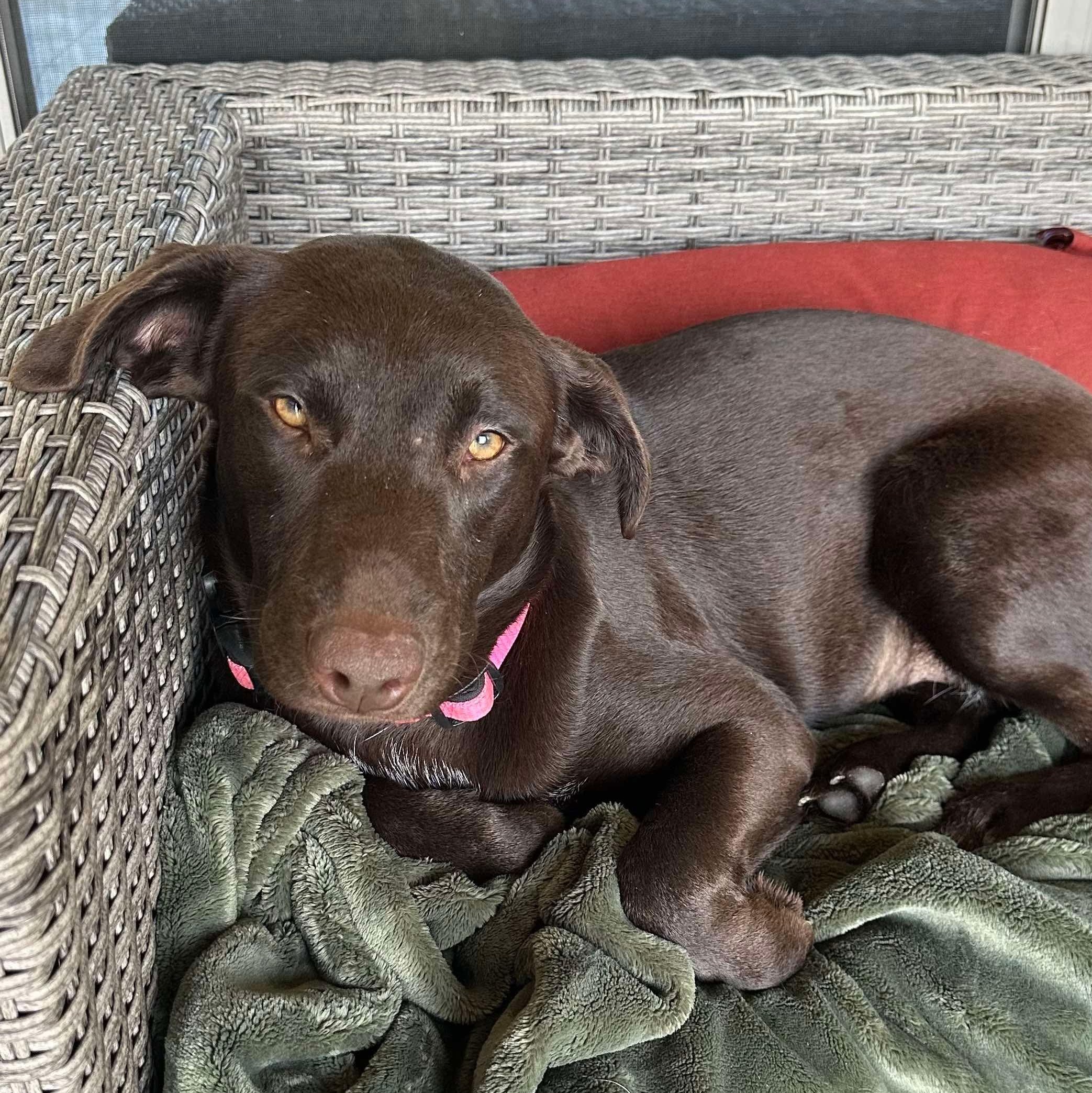 Dog for adoption - Amber, a Chocolate Labrador Retriever & German ...