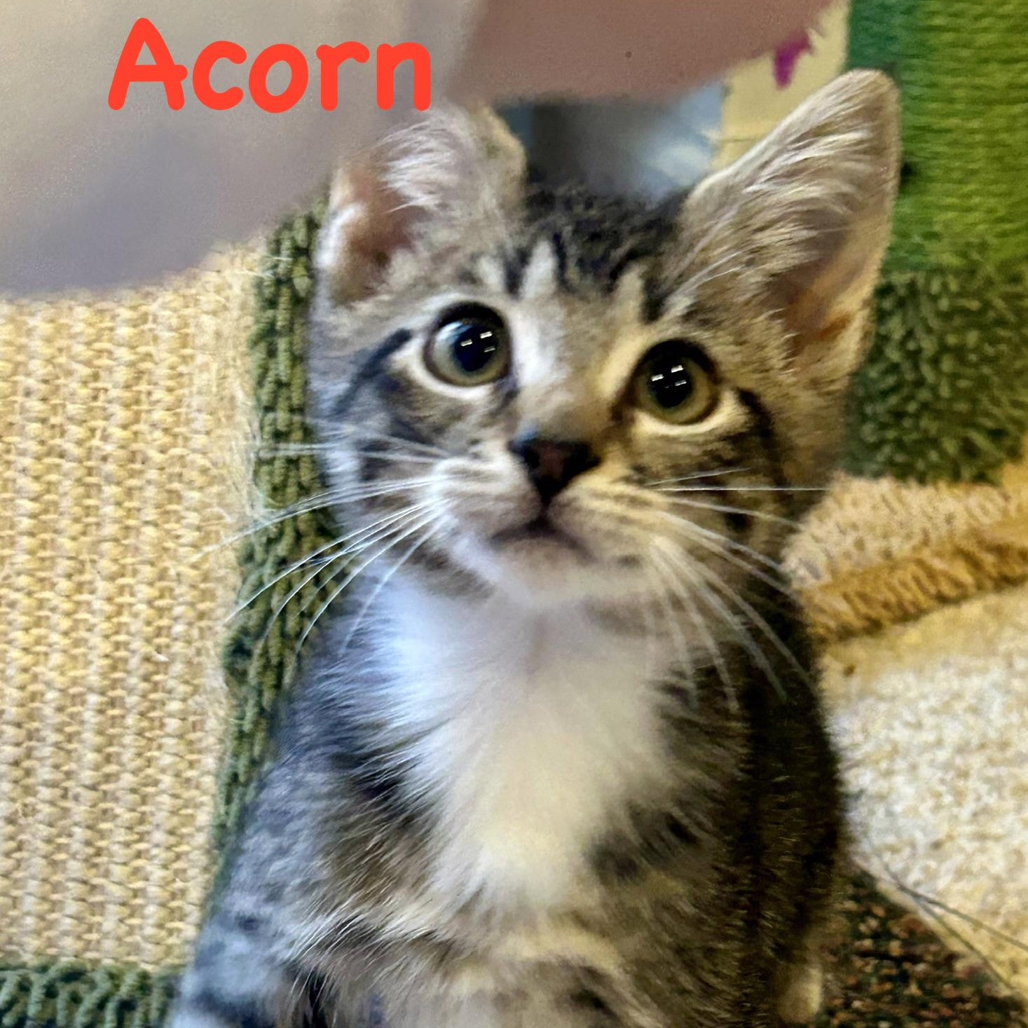 Cat for adoption - Acorn, a Domestic Short Hair Mix in Reston, VA ...