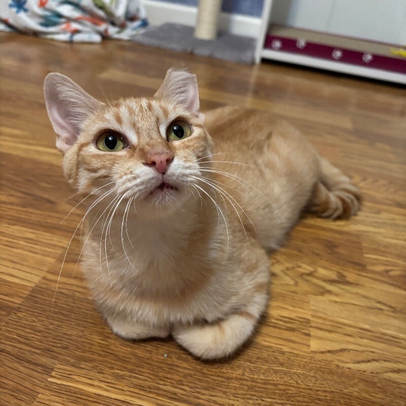 Cat for adoption - Shirley Temple, a Domestic Short Hair Mix in ...