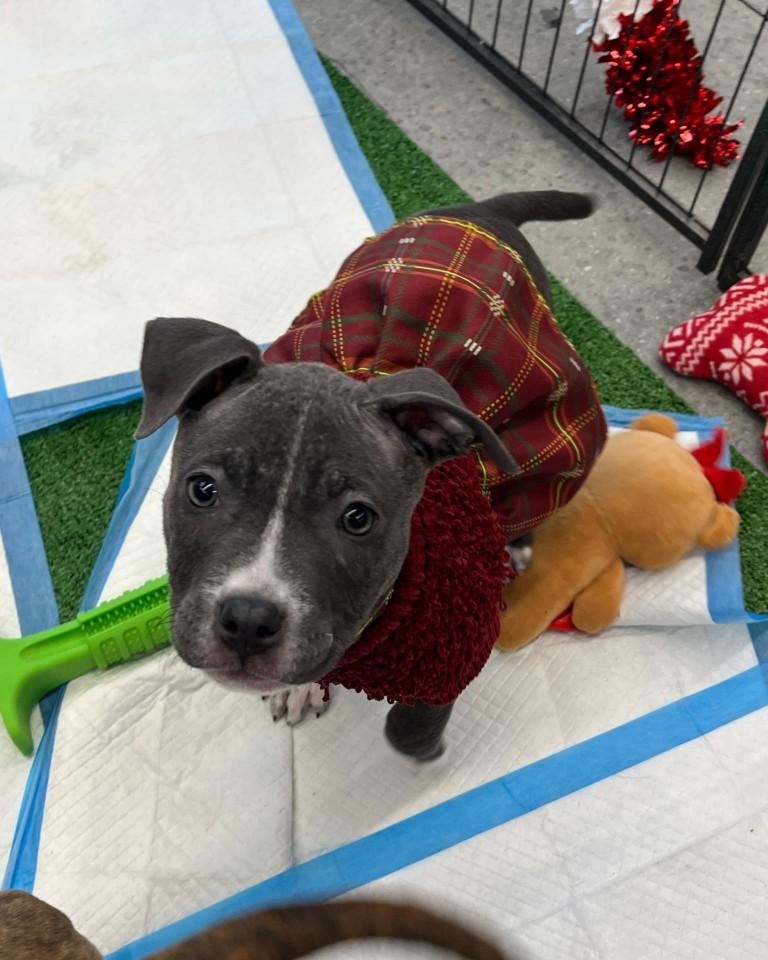 Dog for adoption - Titleist, a Pit Bull Terrier Mix in Jarrettsville, MD | Petfinder