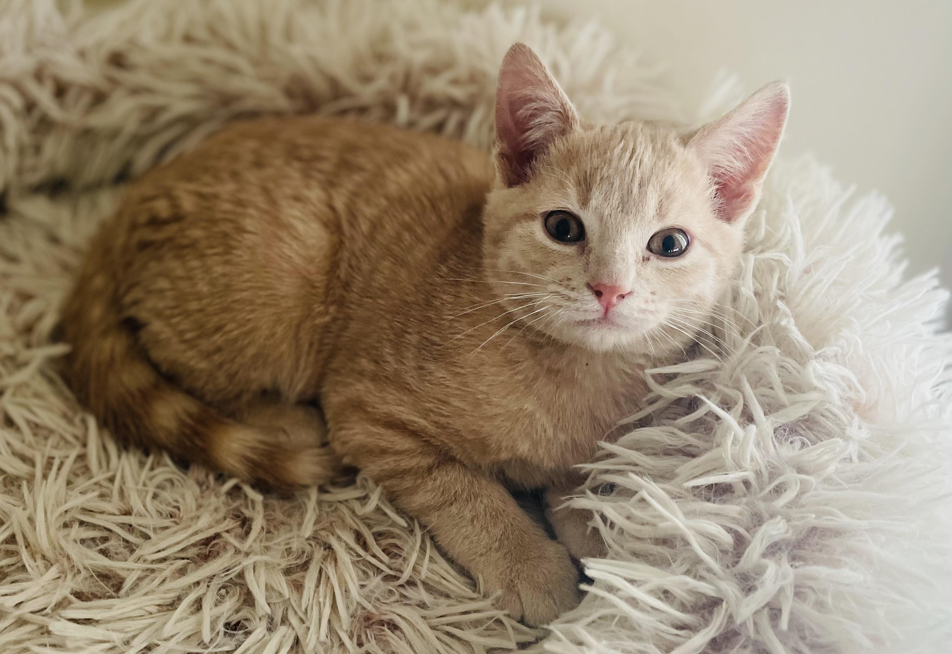Adopt Piglet in Greenwood | Domestic Short Hair cat | Buddy