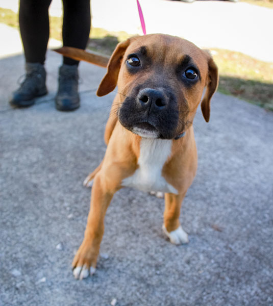 Dog for adoption - Roman, a Mixed Breed in Ona, WV | Petfinder