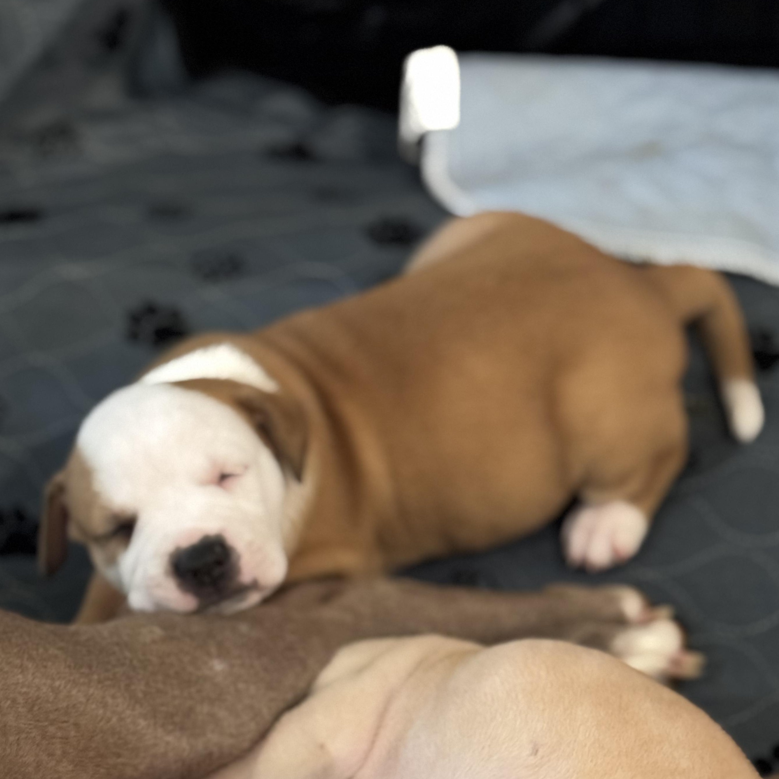 Dog for adoption - Rusty, a Pit Bull Terrier Mix in GROVE CITY , PA ...