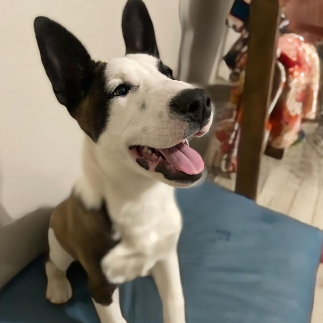 Dog for adoption - Rascal, a Bull Terrier Mix in Wausau, WI | Petfinder