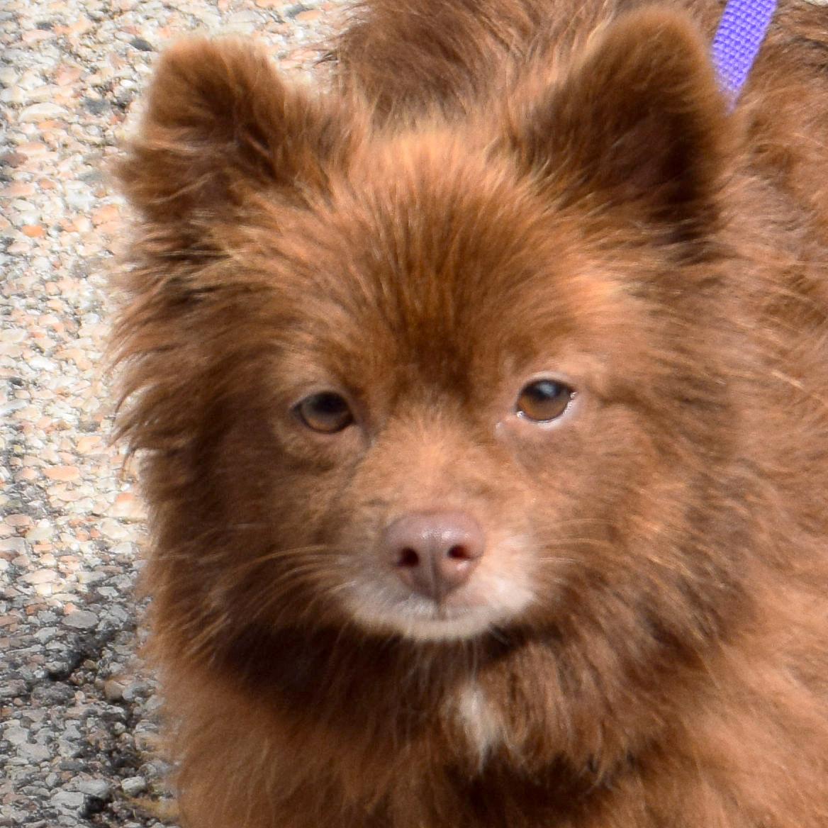 Dog for adoption - Zsa Zsa, a Pomeranian Mix in Huntley, IL | Petfinder