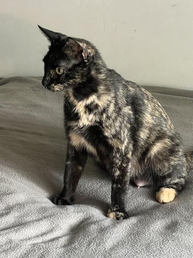 Cat for adoption - Aryan, a Tortoiseshell & Domestic Short Hair Mix in ...