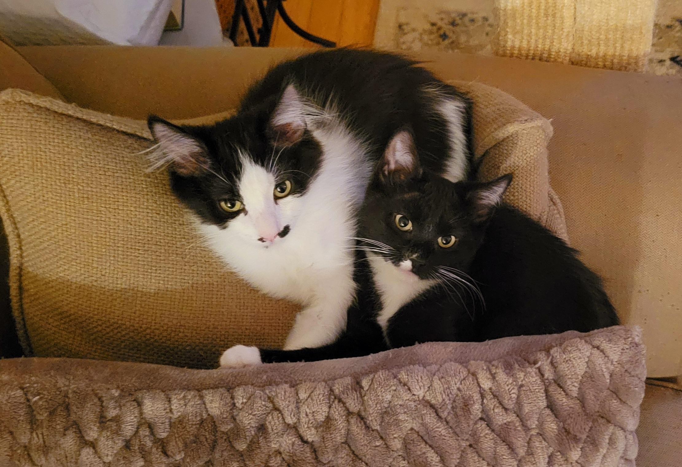 Cat for adoption - Snowden and Charlotte, a Domestic Medium Hair in ...
