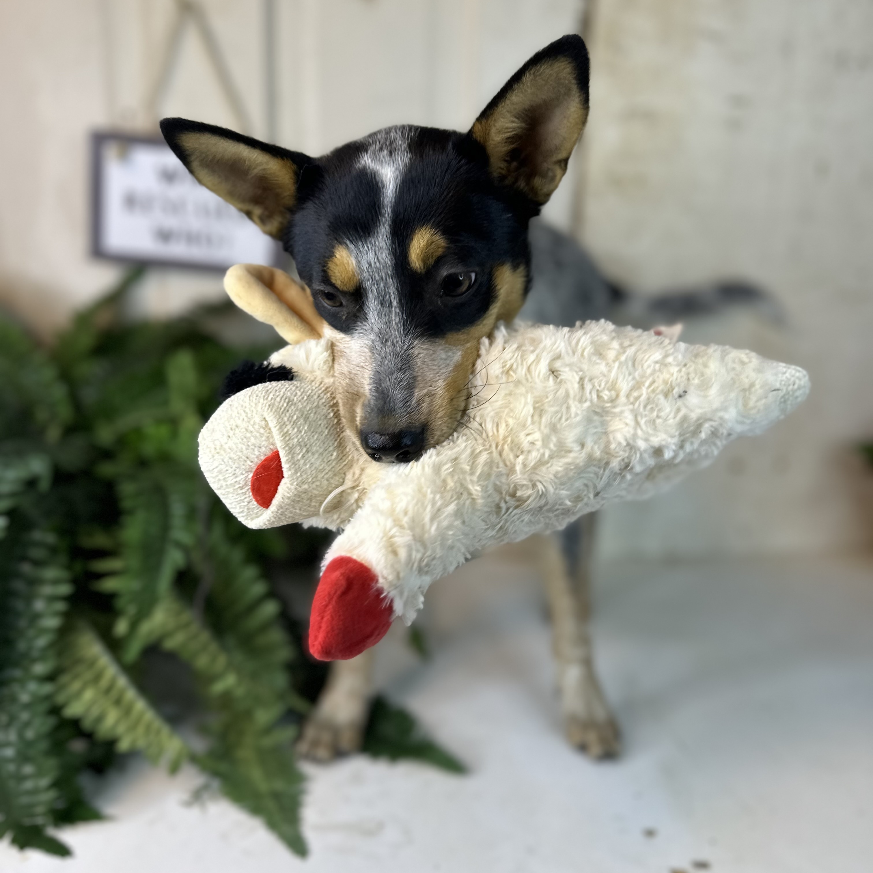 Dog for adoption - Yahvi (mini heeler), an Australian Cattle Dog / Blue ...
