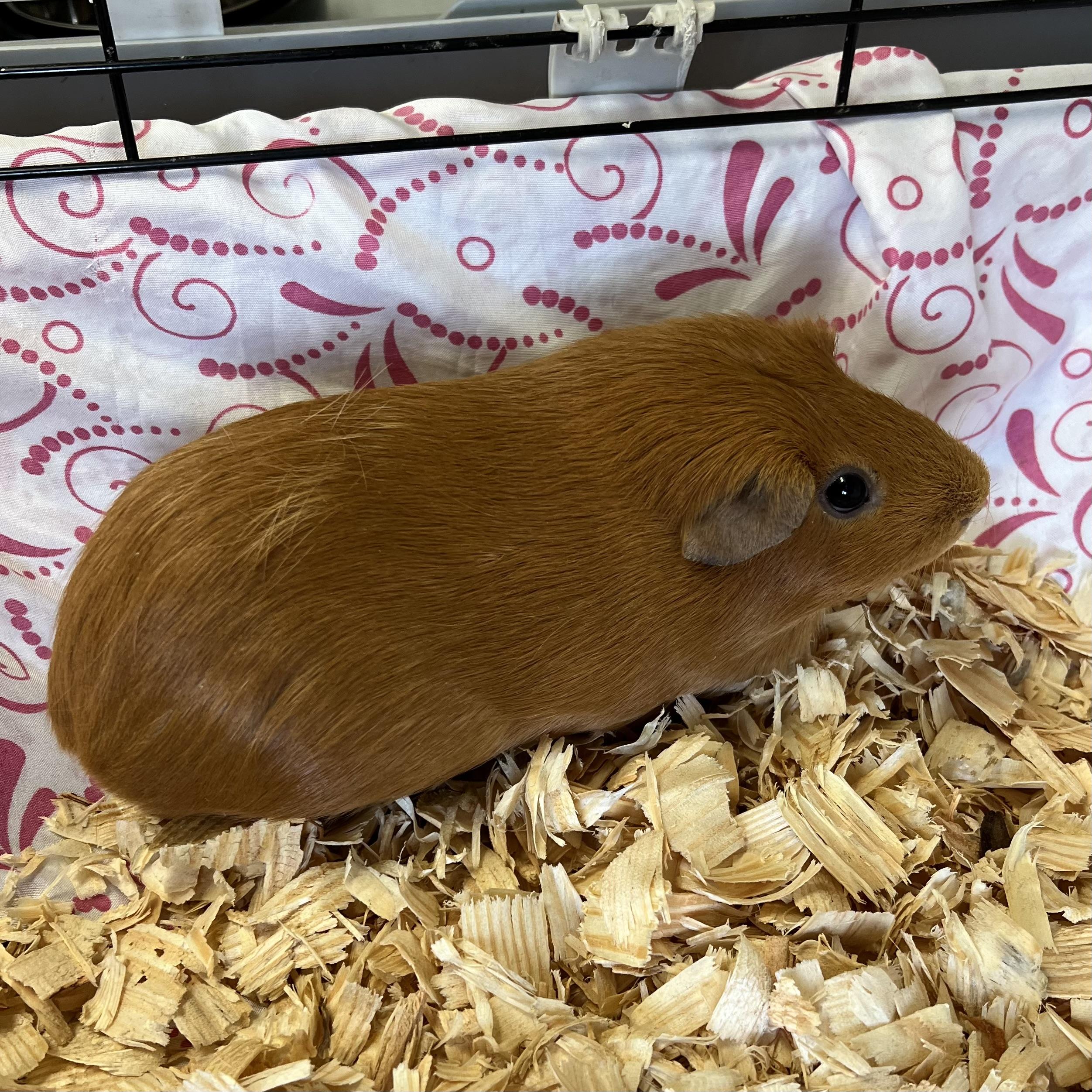 Gina - Adoptable Pet | Petfinder | Petfinder