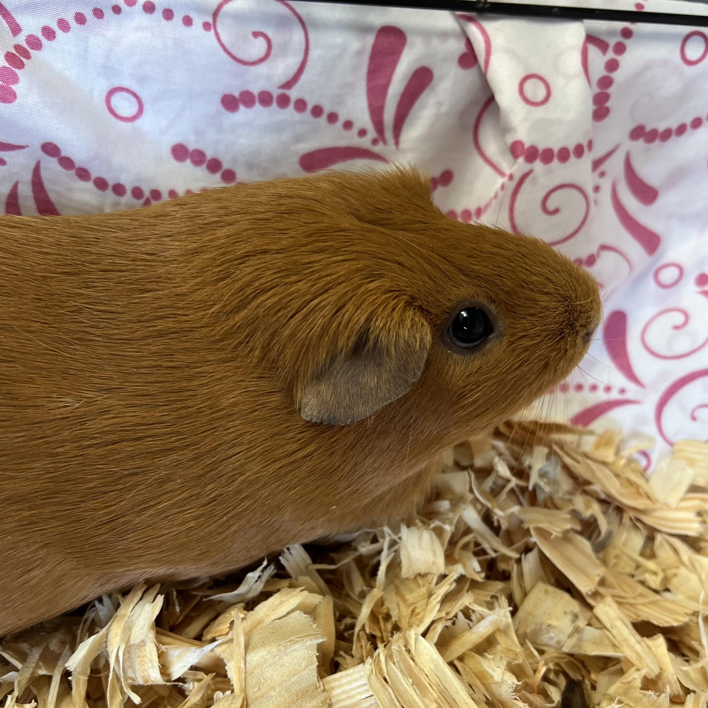 Gina - Adoptable Pet | Petfinder | Petfinder