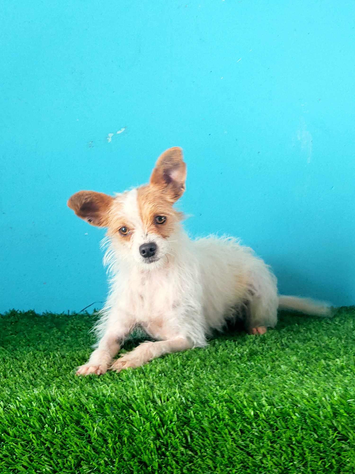 Dog for adoption - Sindy, a Jack Russell Terrier & Chihuahua Mix in ...