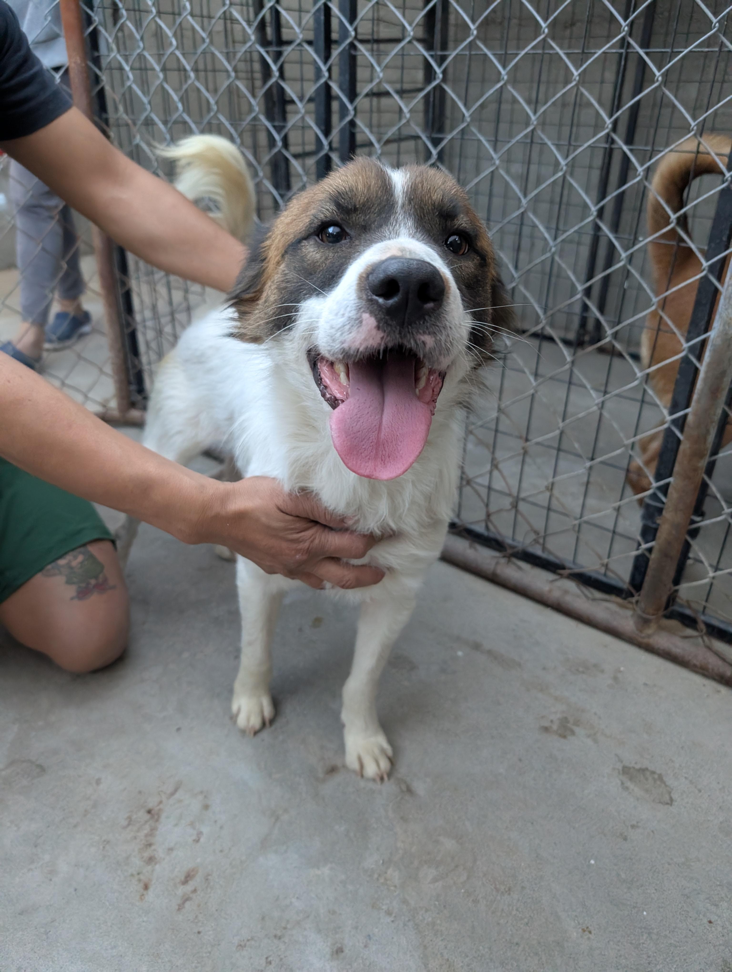 Dog for adoption - Cinnamon, a Mixed Breed in Puyallup, WA | Petfinder