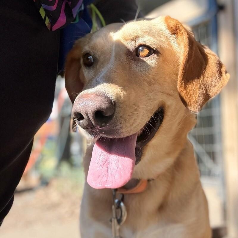 Dog for adoption - Ariel the most loving and perfect office dog, a ...
