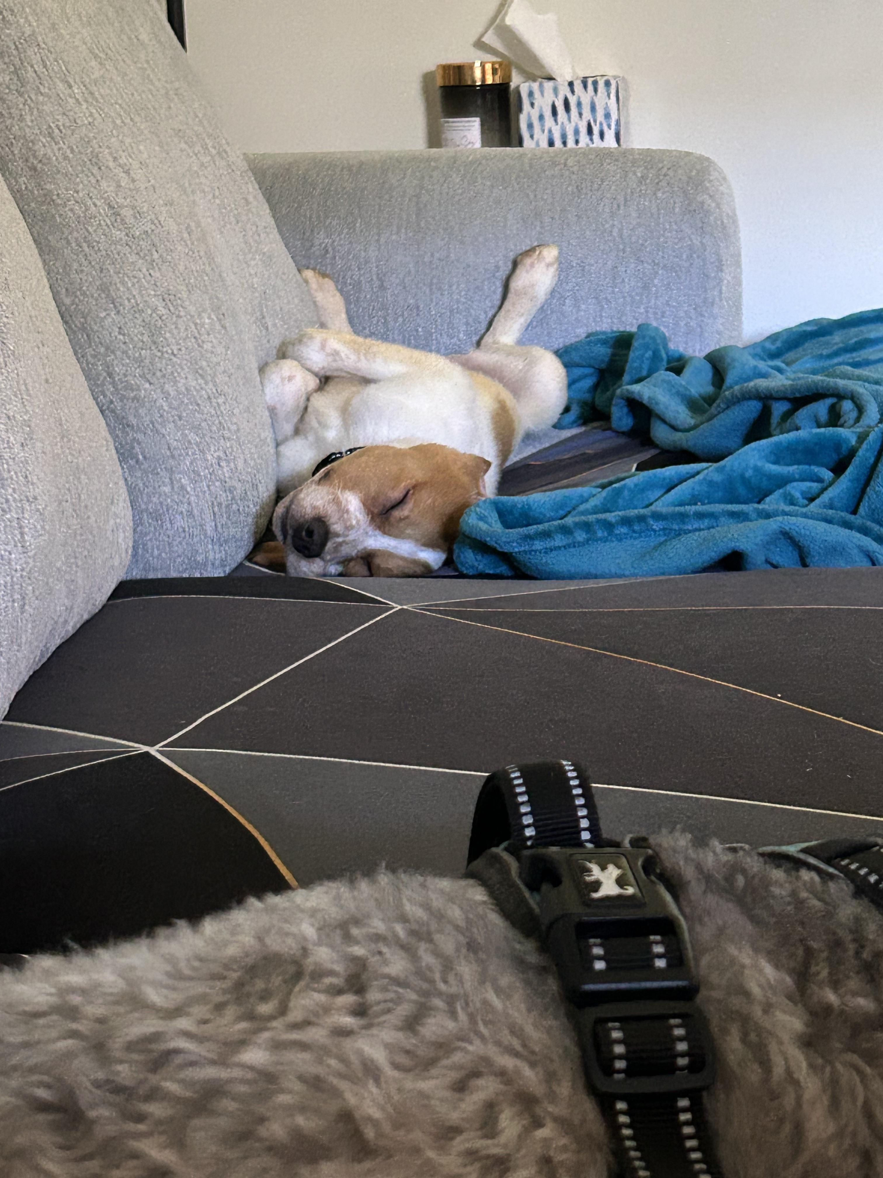 Dog for adoption - Knox, a Beagle & Setter Mix in charleston, SC ...