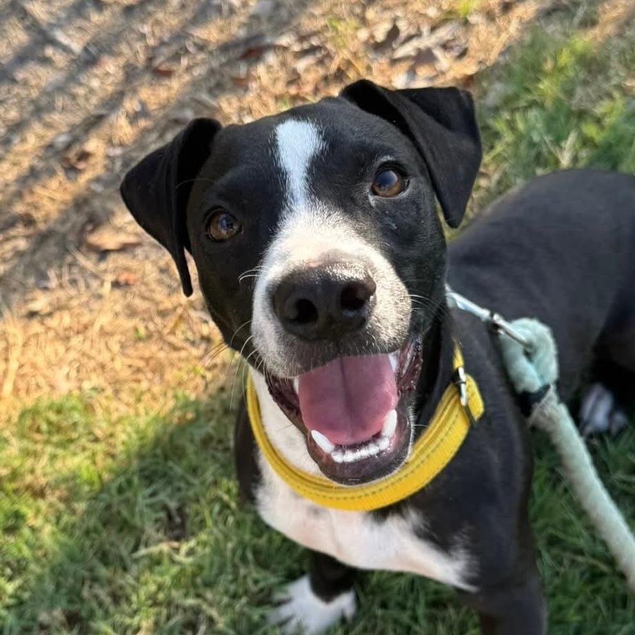 Dog for adoption - Quigley JuM/MC, a Dachshund & Black Labrador ...
