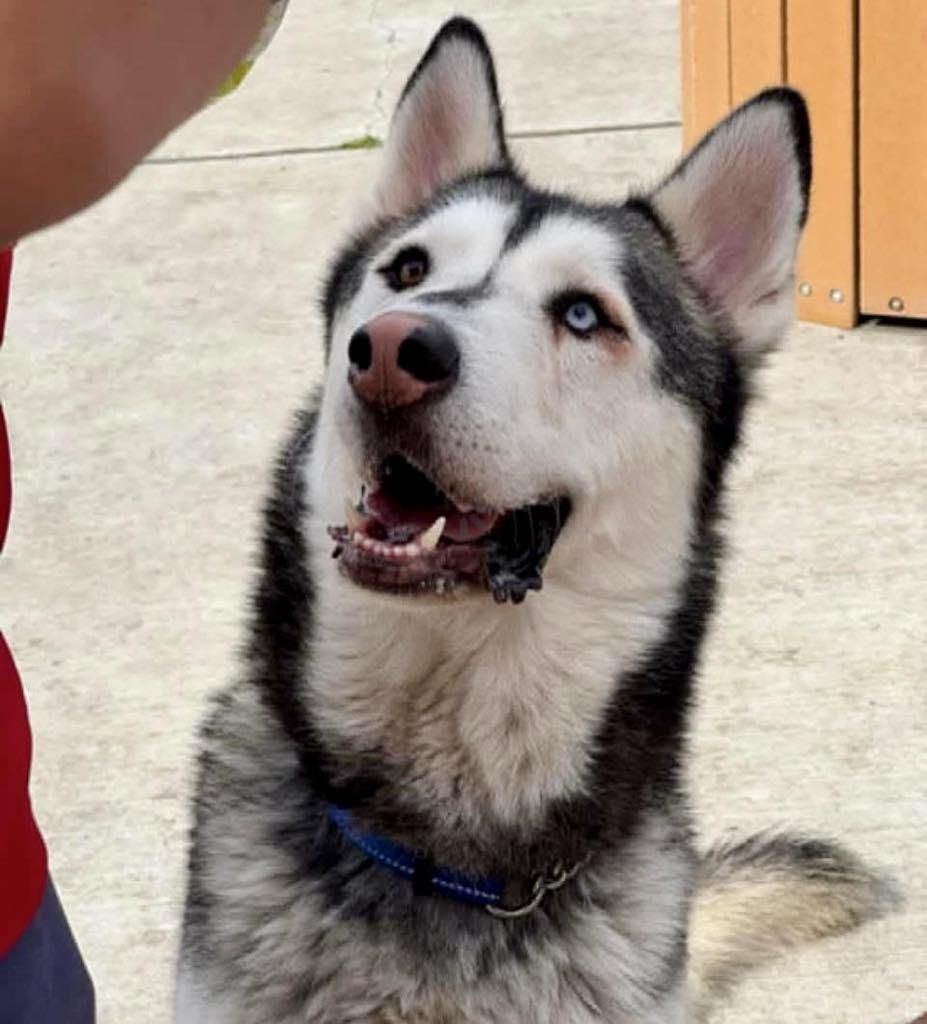 Dog for adoption - Timon, a Husky in Kuna, ID | Petfinder