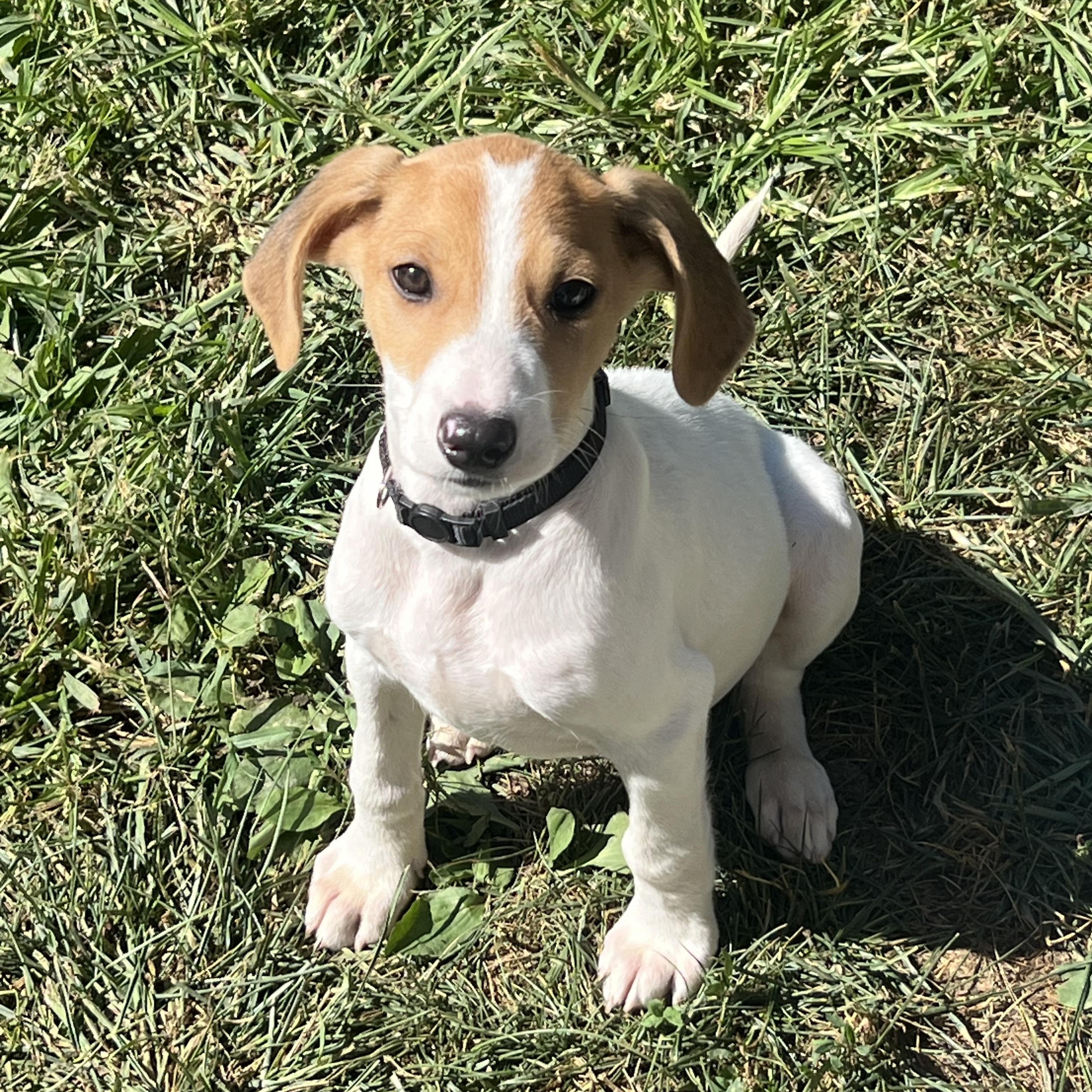 Dog for adoption - Apollo, a Mixed Breed in South Charleston, OH ...