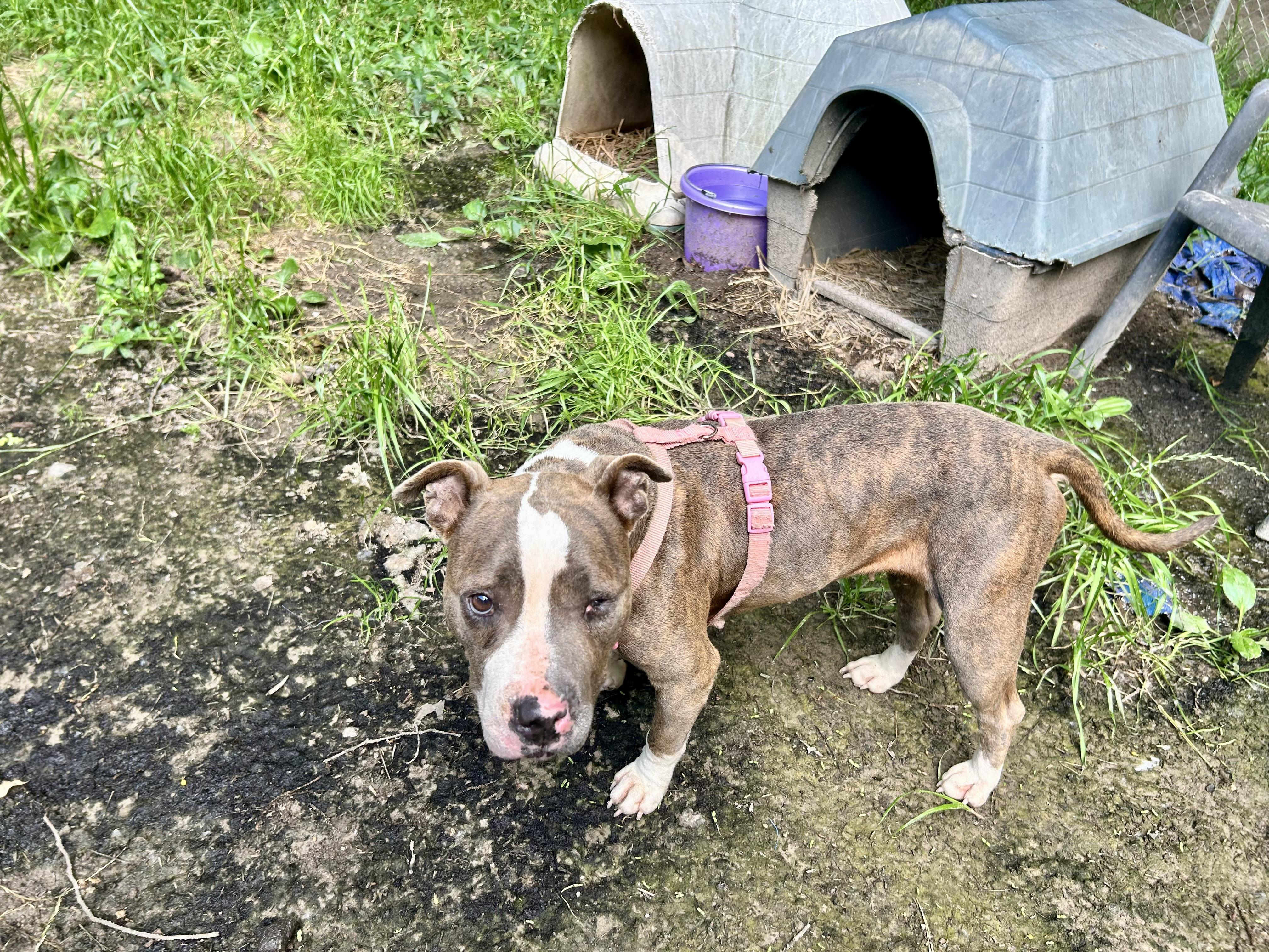 Dog for adoption - Wink, a Pit Bull Terrier Mix in Petersburg, VA ...
