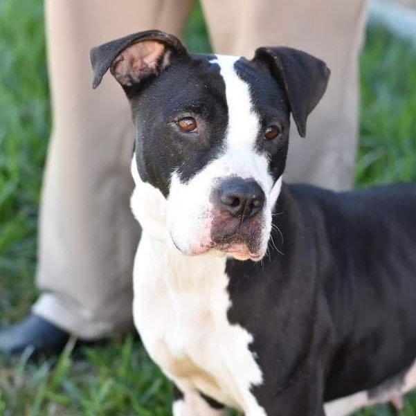Dog for adoption - Addie, a Pit Bull Terrier Mix in Salt Lake City , UT ...