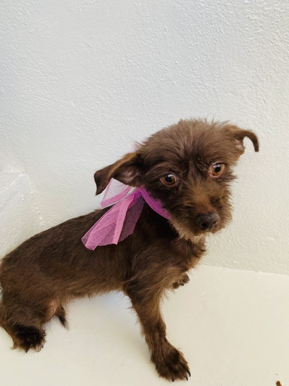 Dog for adoption - Choco, a Maltese & Chihuahua Mix in Buffalo , NY ...