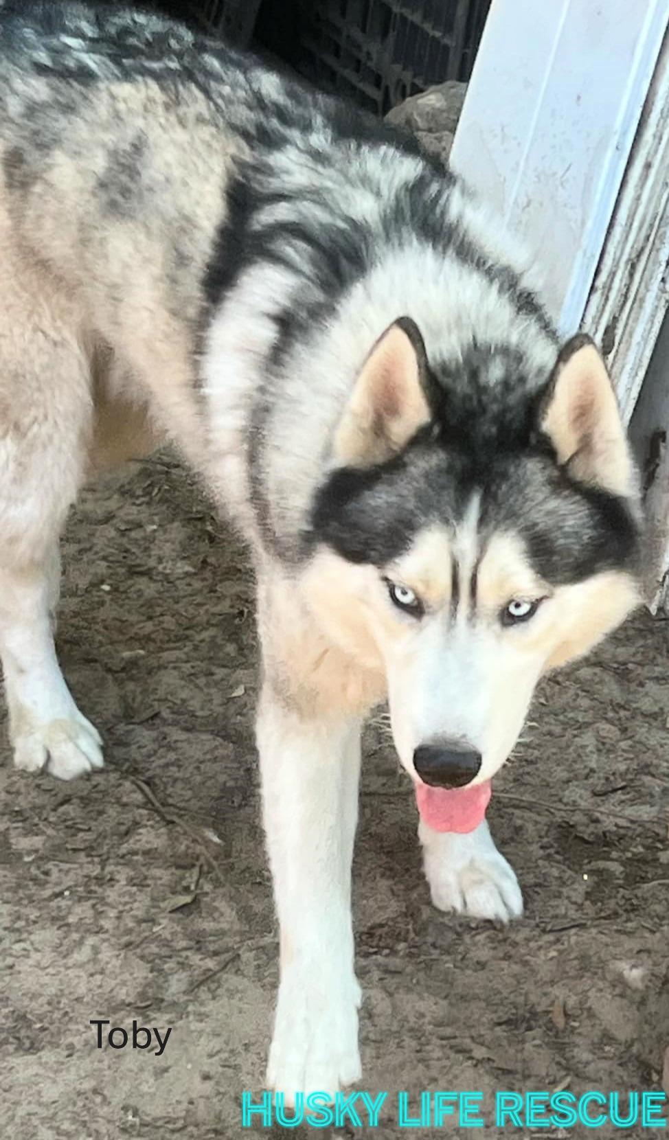 Dog for adoption - Toby, a Siberian Husky in Lakeland, FL | Petfinder