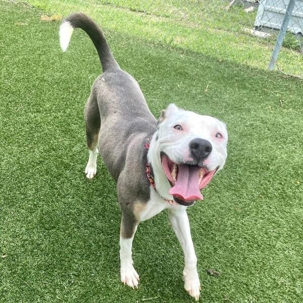 Dog for adoption - Bea Beautiful Babe, a Pit Bull Terrier & American ...