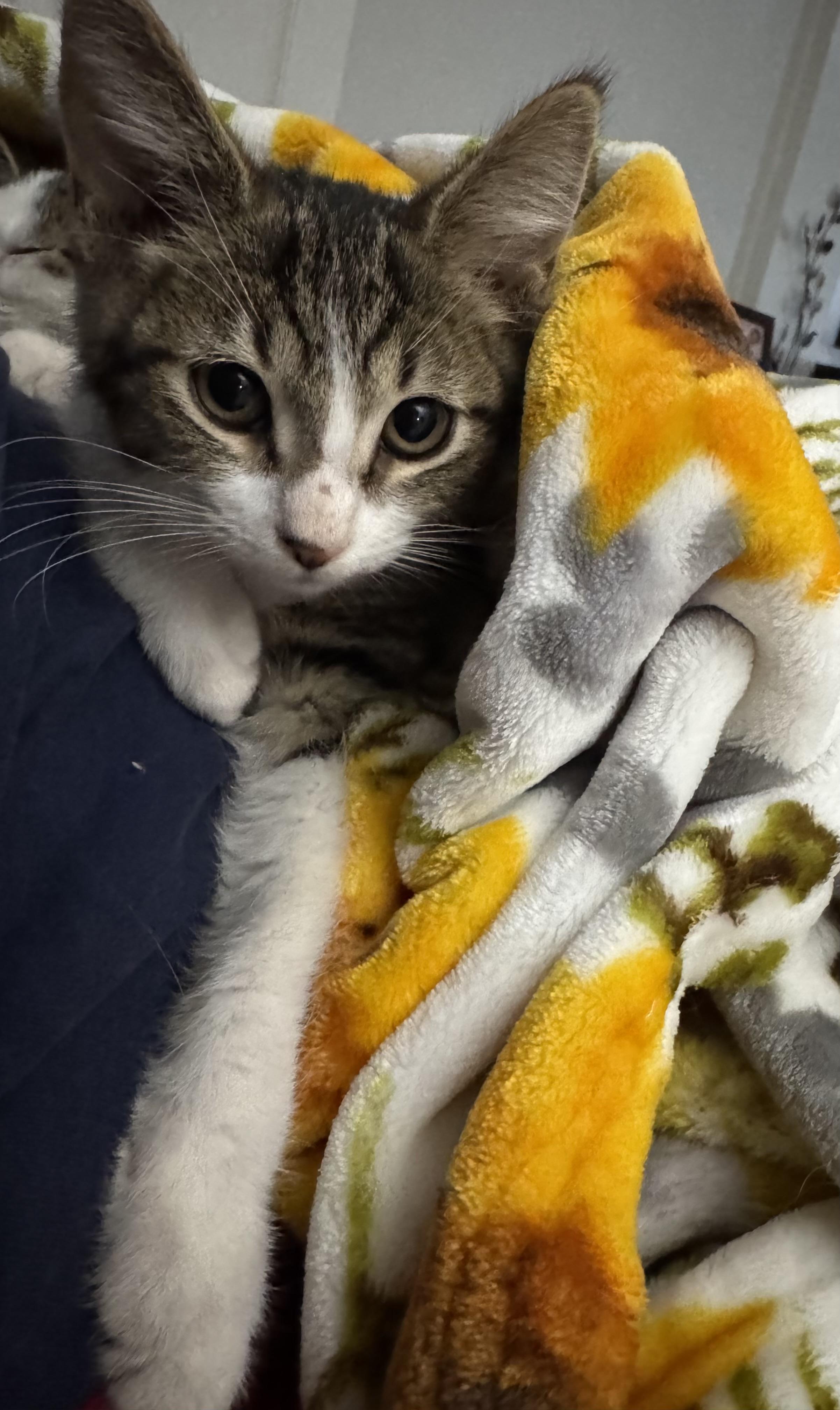 Cat for adoption - LOCAL Baxter & Watson BONDED, a Domestic Short Hair ...