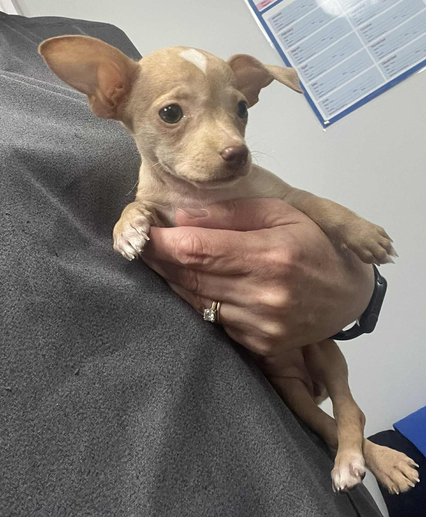 Dog for adoption - Prissy, a Chihuahua Mix in South Amboy, NJ | Petfinder