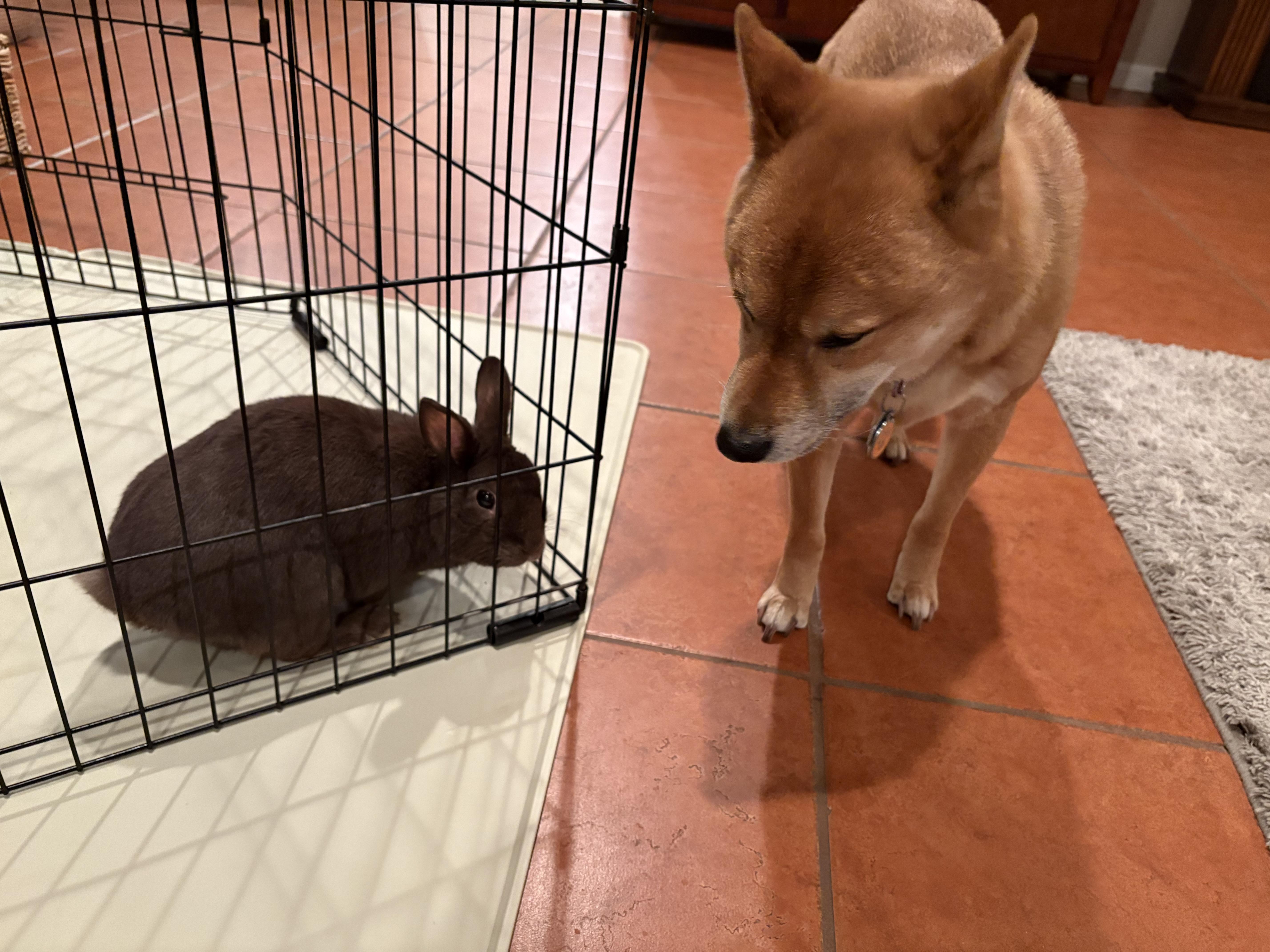 Rabbit for adoption - Gerald, a Polish in Atlantic Highlands, NJ ...