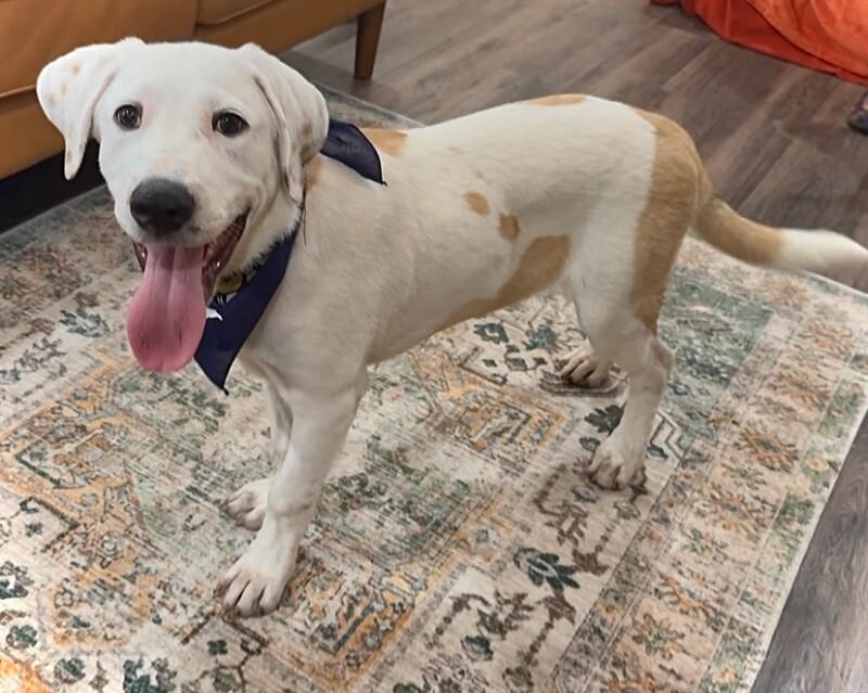 Dog for adoption - Duke the Playful Gentlepup, a Yellow Labrador ...