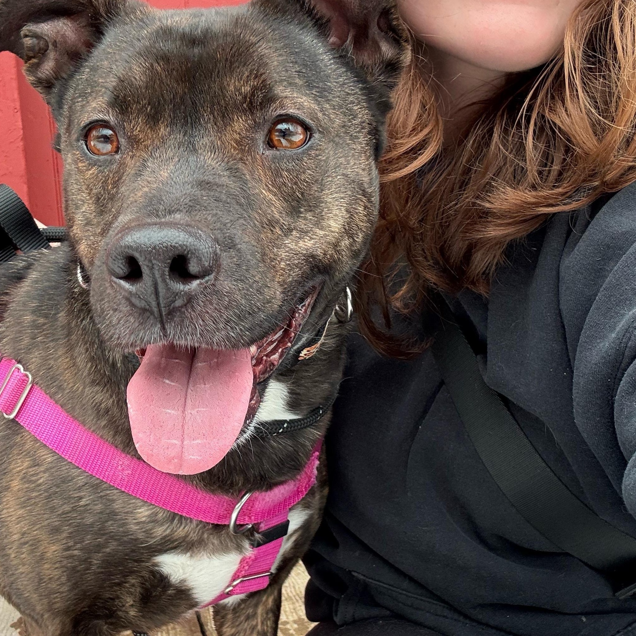 Dog for adoption - Dixie, a Mixed Breed in New Boston, NH | Petfinder