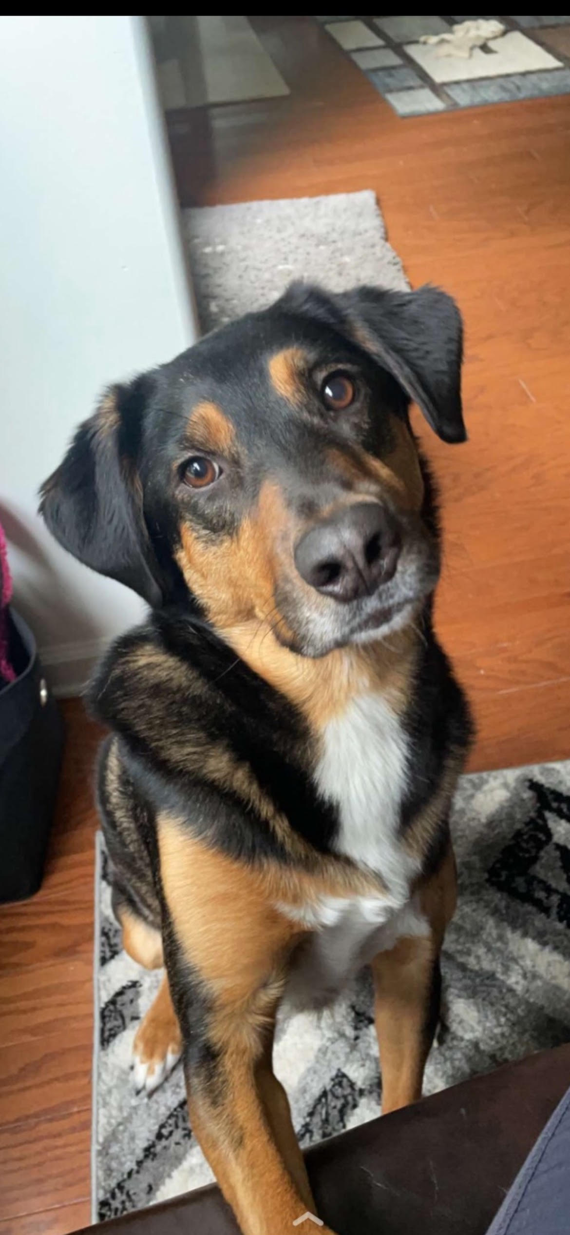 Home Page | Animal Rescue Project