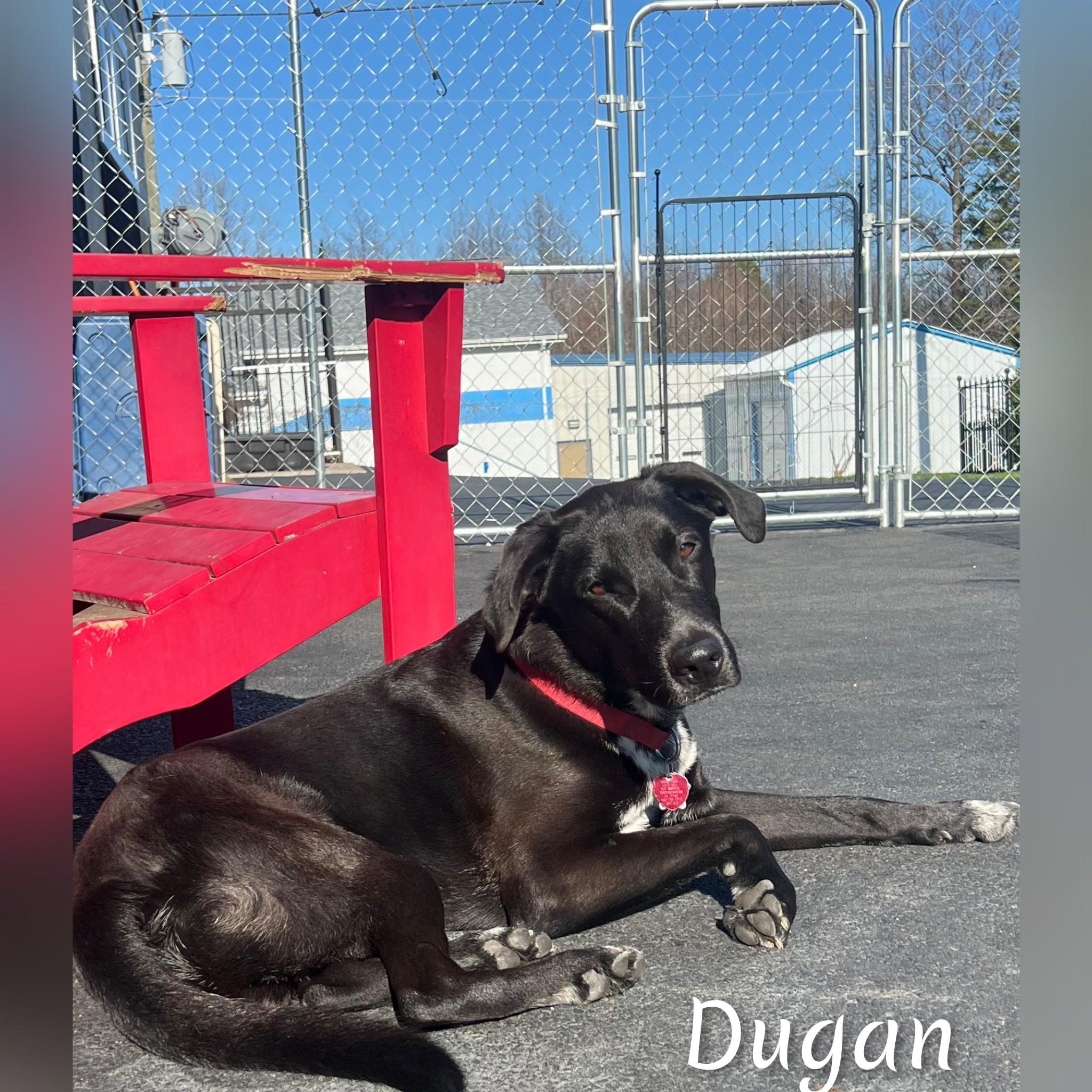 Dog for adoption - Dugan, a Black Labrador Retriever & Pointer Mix in ...