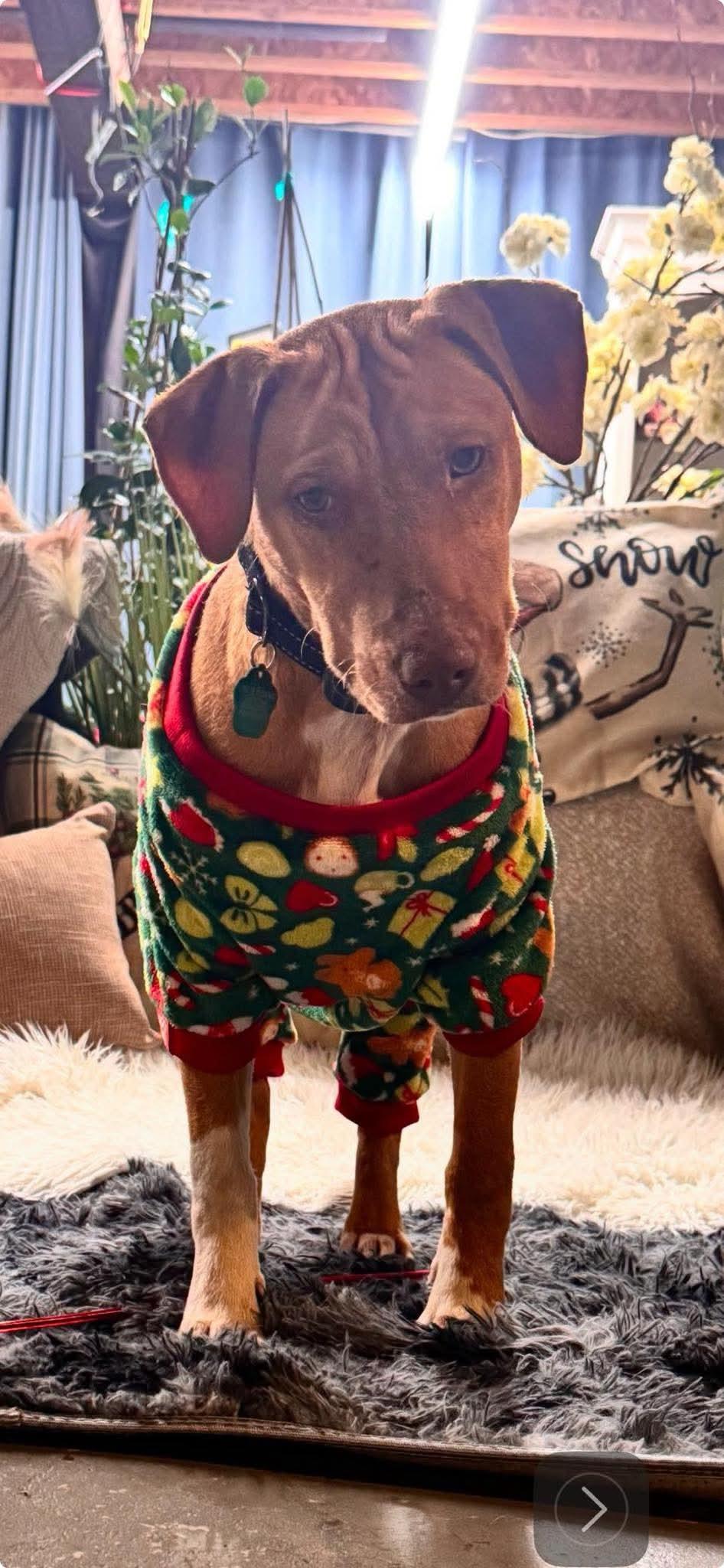 Dog for adoption - Shiloh, an American Staffordshire Terrier & Labrador ...